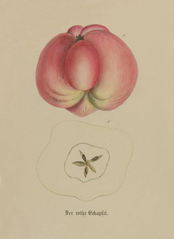 Roter Eckapfel | ProSpecieRara