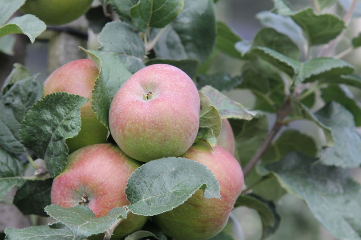 Bunegger | ProSpecieRara