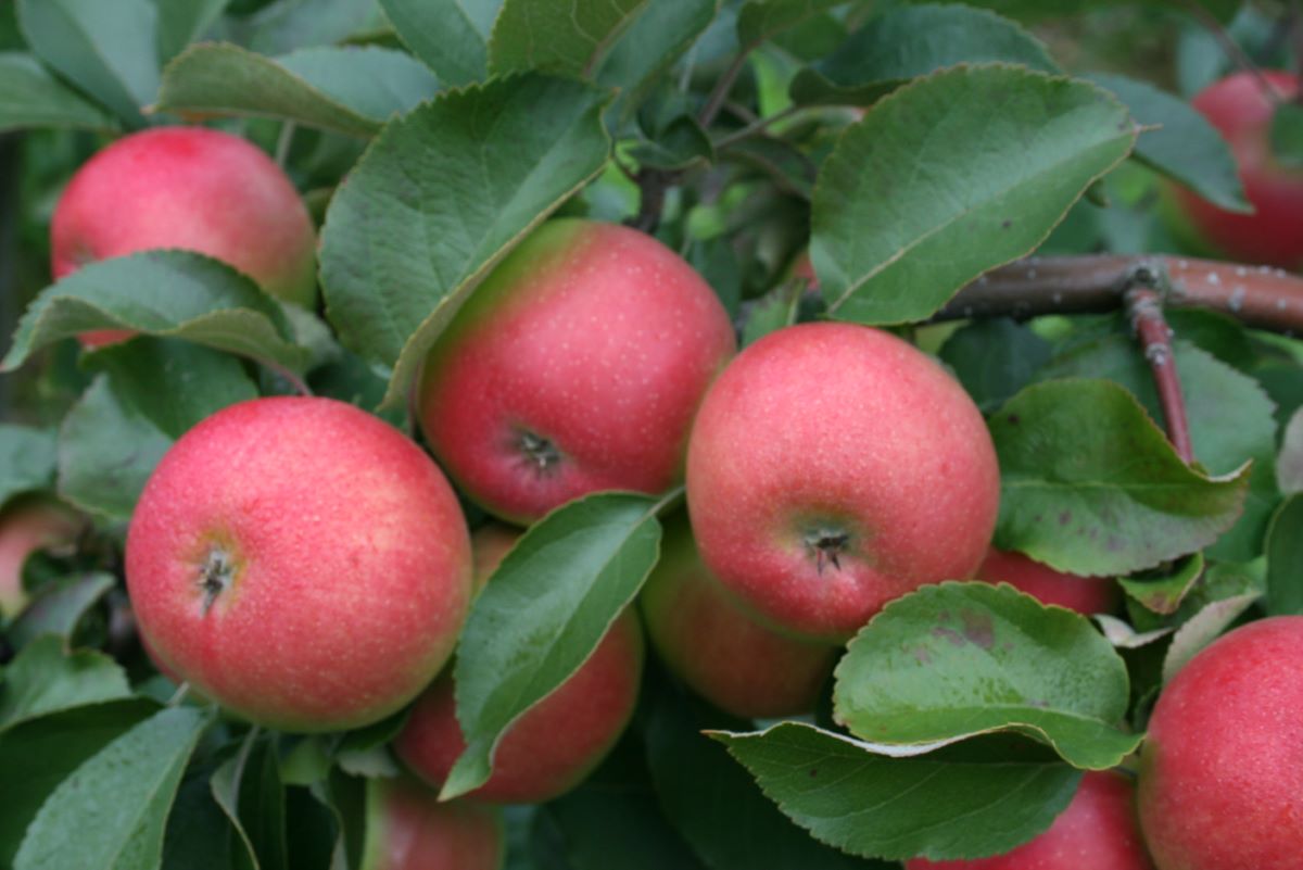 Api Rouge | ProSpecieRara