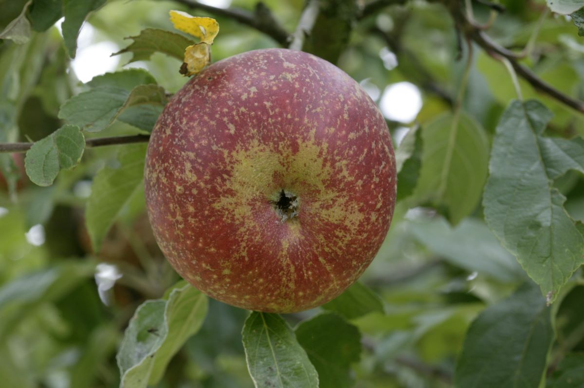 Ingrid Marie | ProSpecieRara