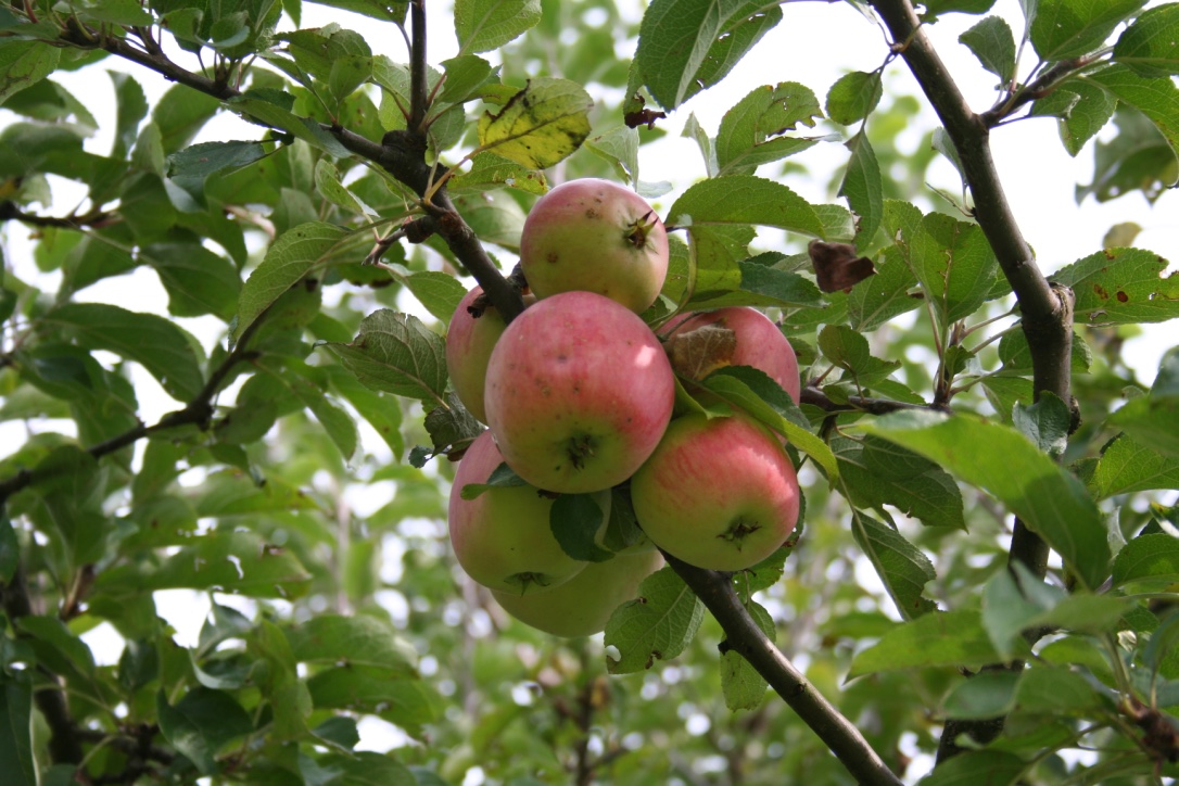 Rose de Huttwil | ProSpecieRara