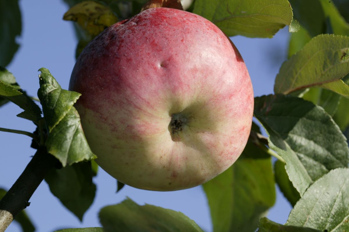 Jakob Fischer | ProSpecieRara