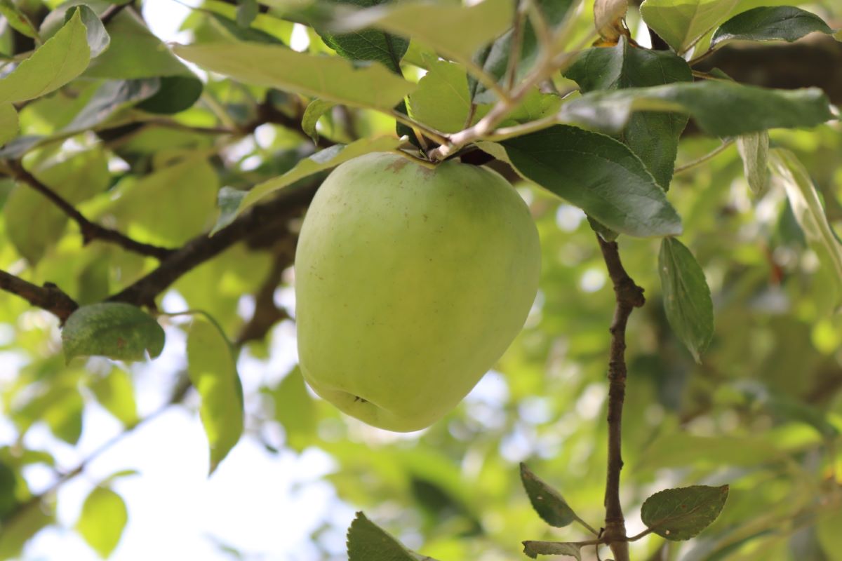 Streitapfel | ProSpecieRara