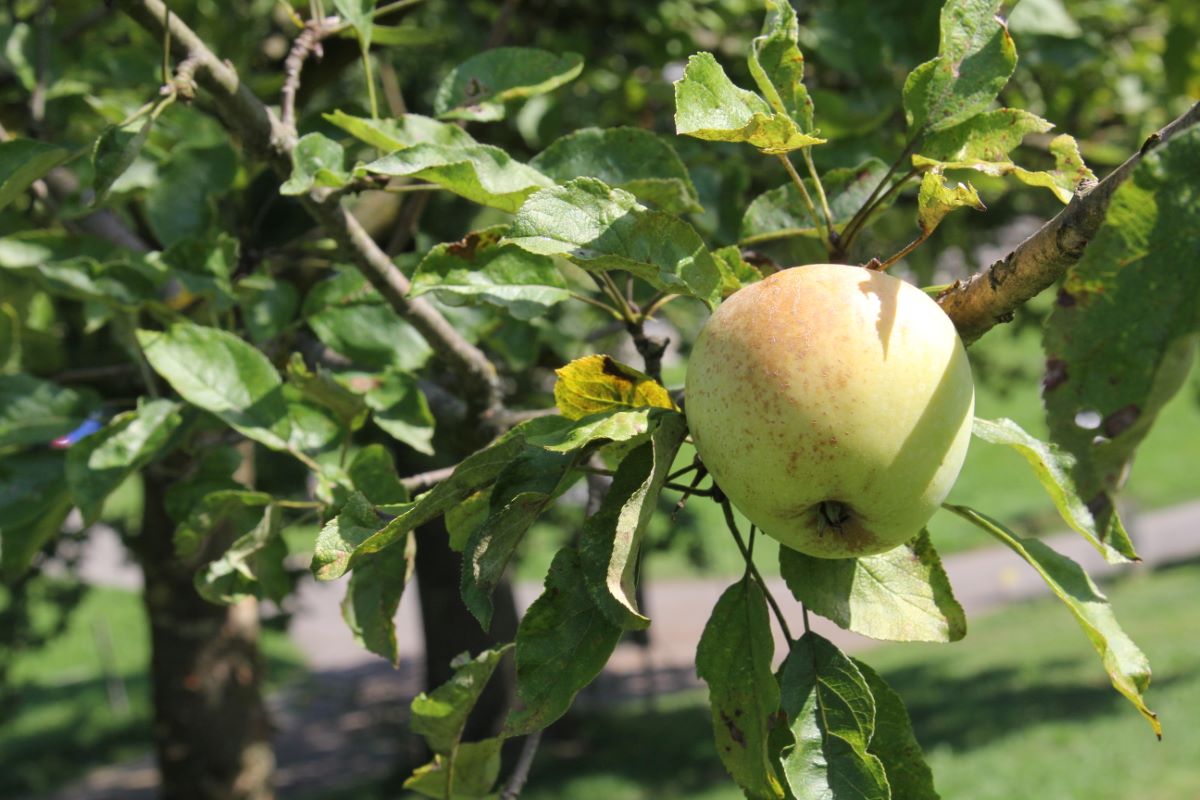 Richard Jaune | ProSpecieRara