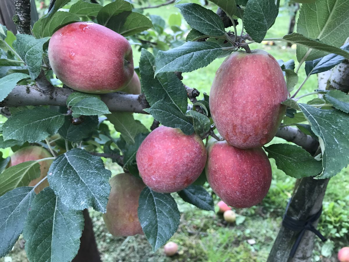 Birnförmiger Apfel | ProSpecieRara