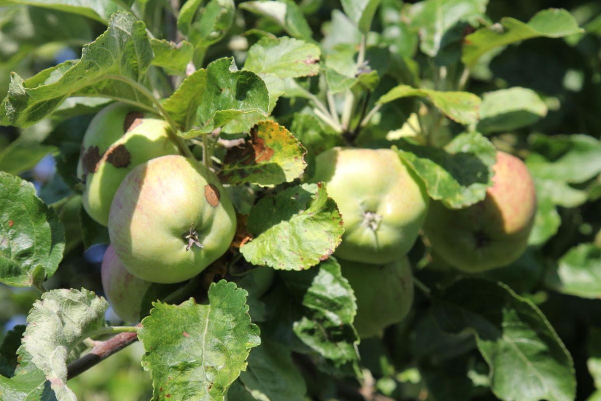 Lugnezer Reinette | ProSpecieRara