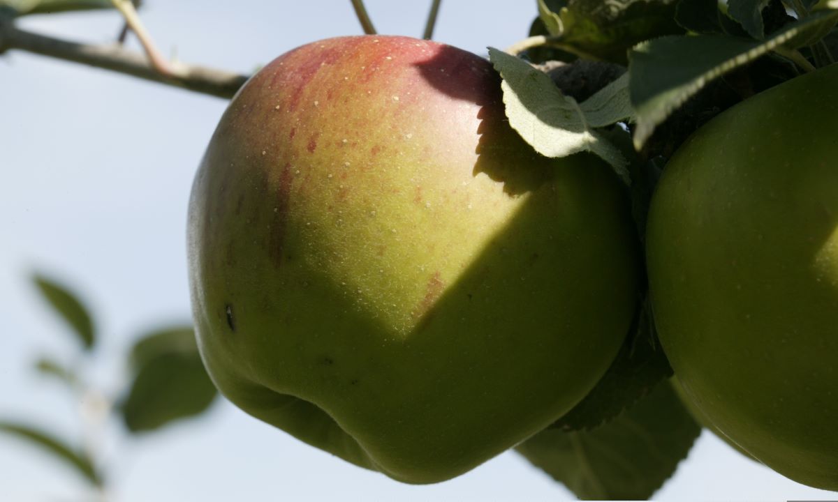 Diessenhof Reinette | ProSpecieRara