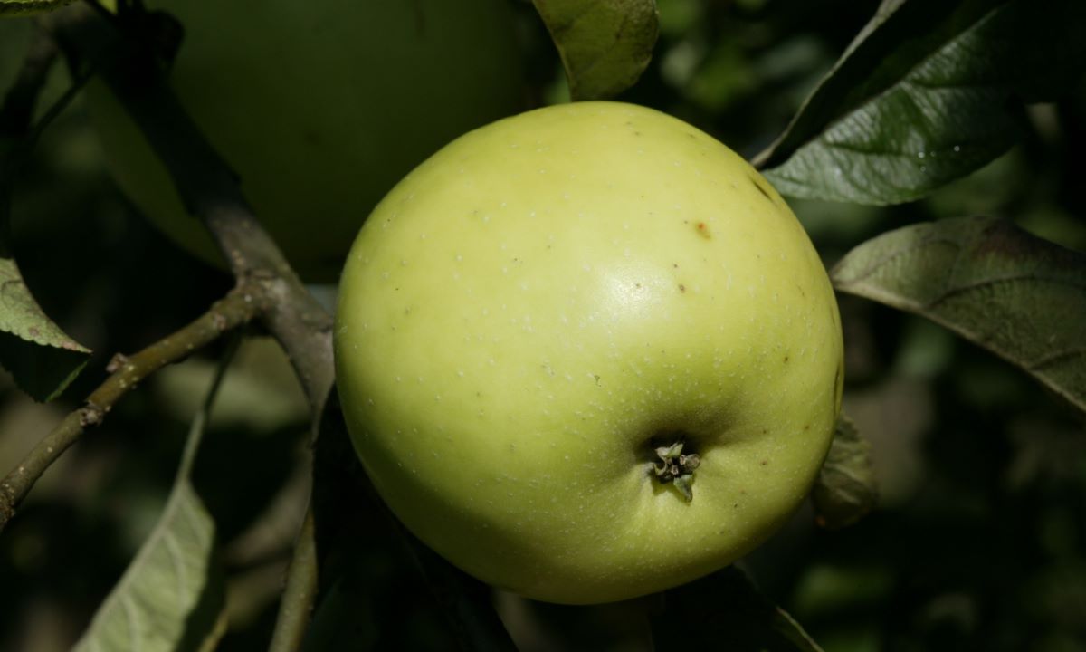 Ernst Bosch | ProSpecieRara