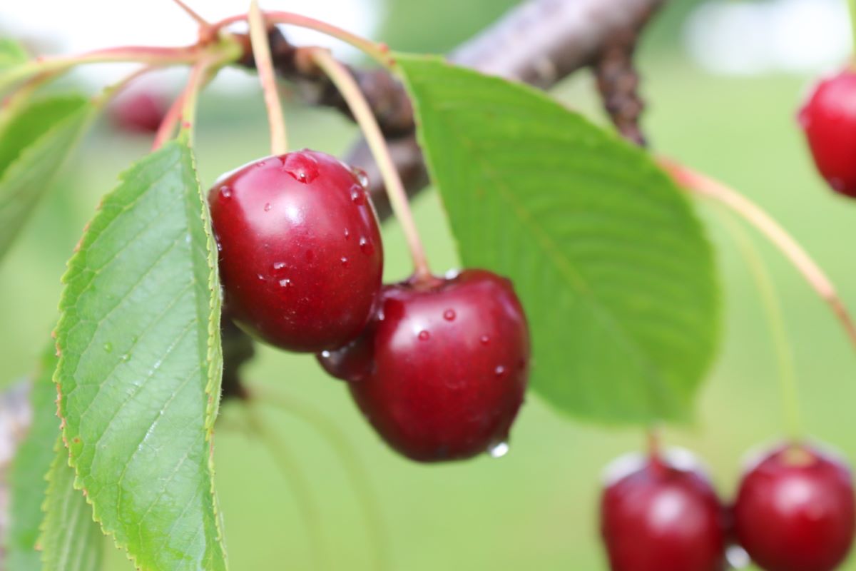 Braune Herzkirsche | ProSpecieRara