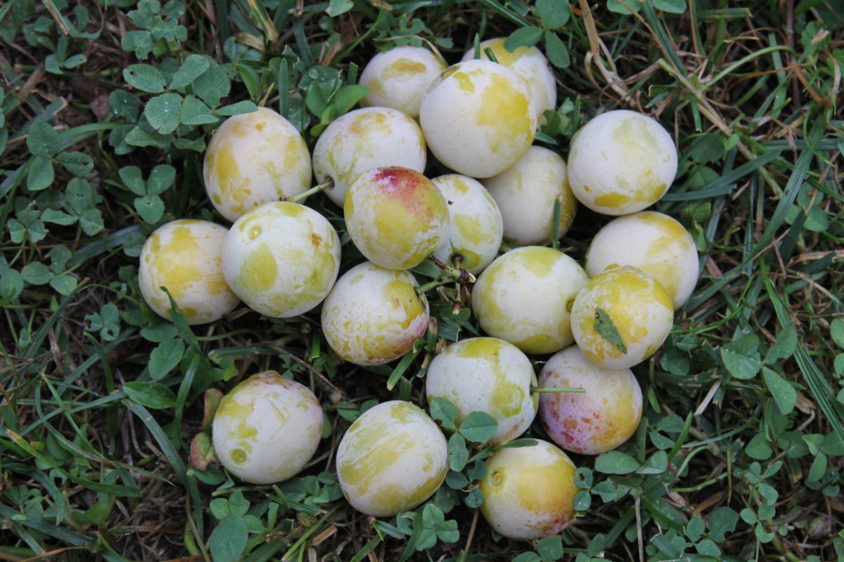 Süsse von Iffwil | ProSpecieRara