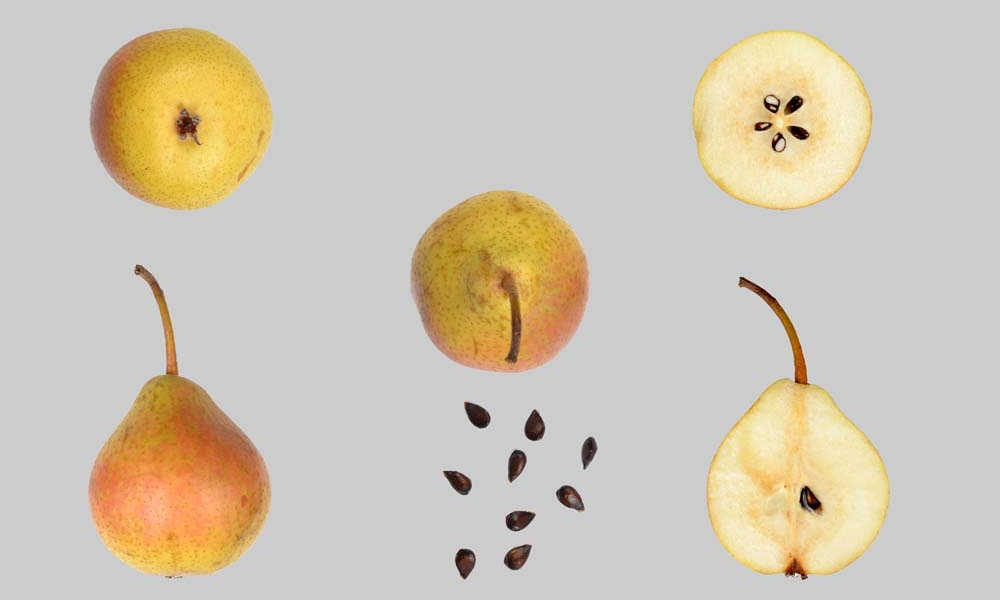 Petit Muscat Rouge | ProSpecieRara