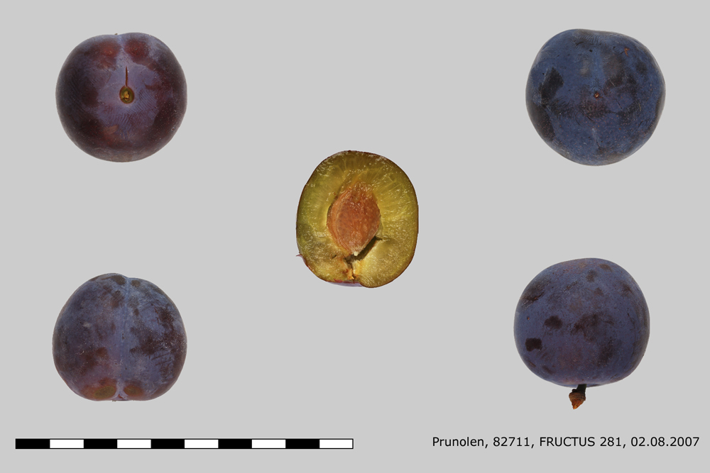 Bleu-Belgique CH | ProSpecieRara