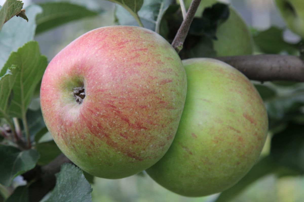 Sonnenwirtsapfel | ProSpecieRara