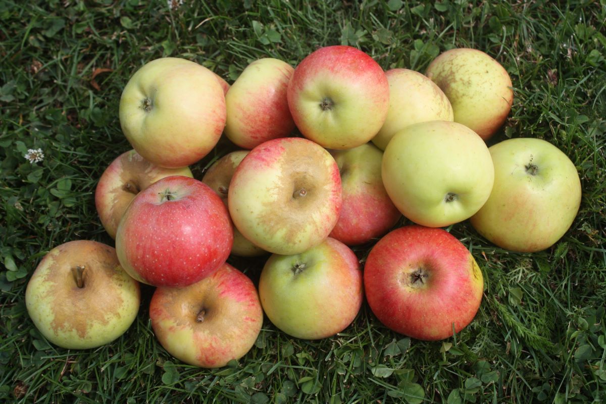 Roter Sommer-Rambour | ProSpecieRara