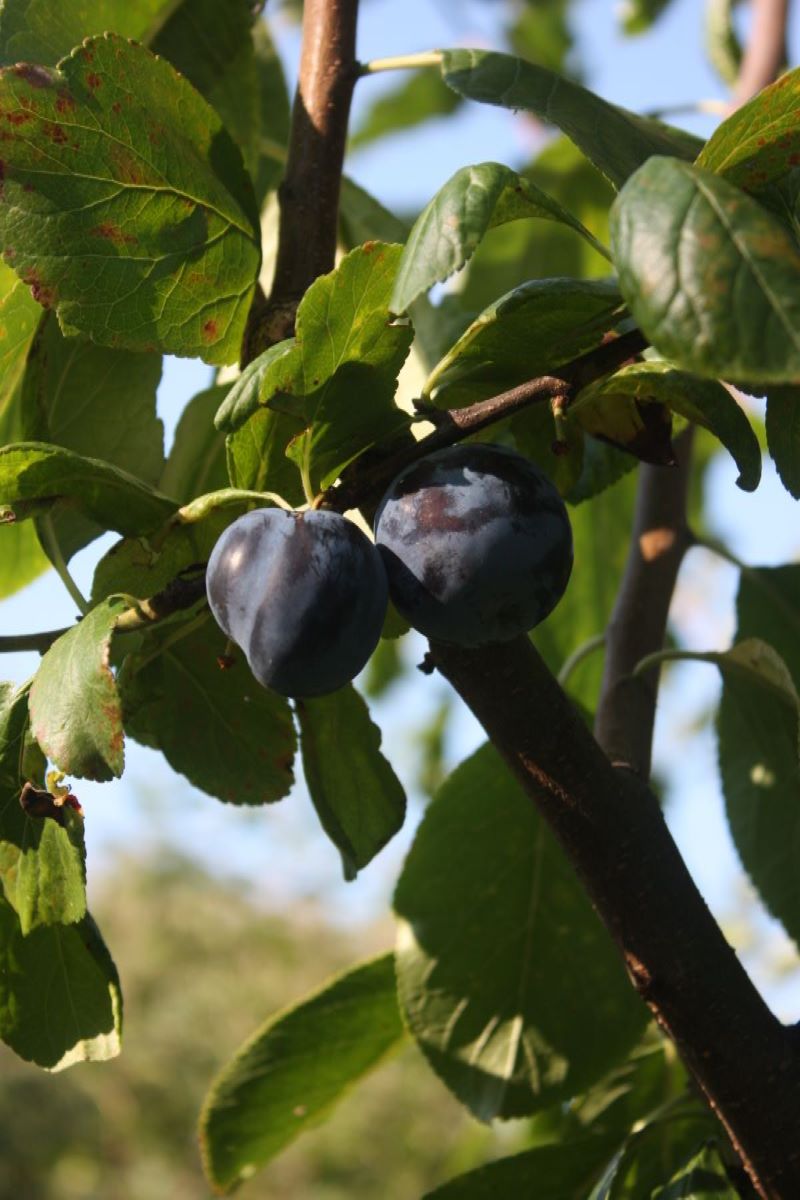 Précoce Favorite | ProSpecieRara