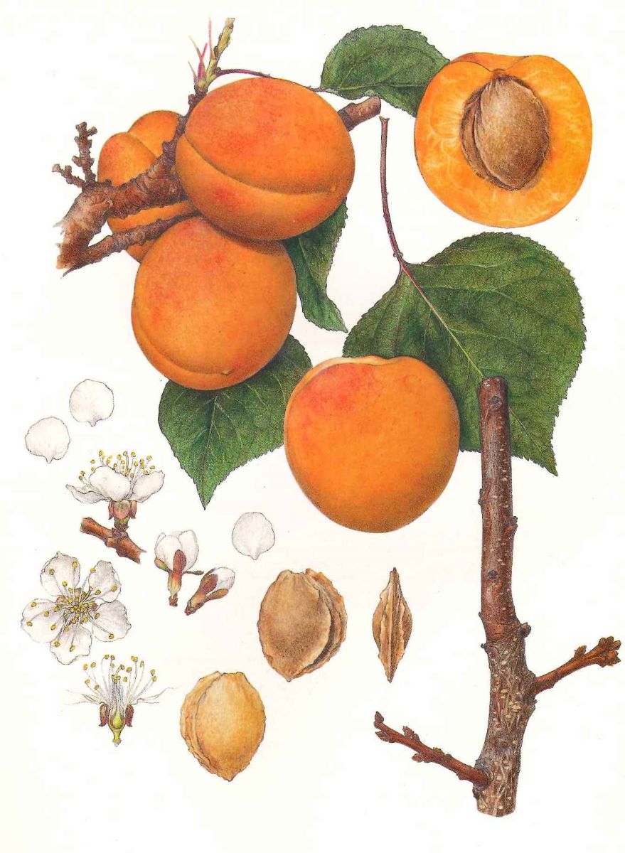 Aprikose von Breda | ProSpecieRara