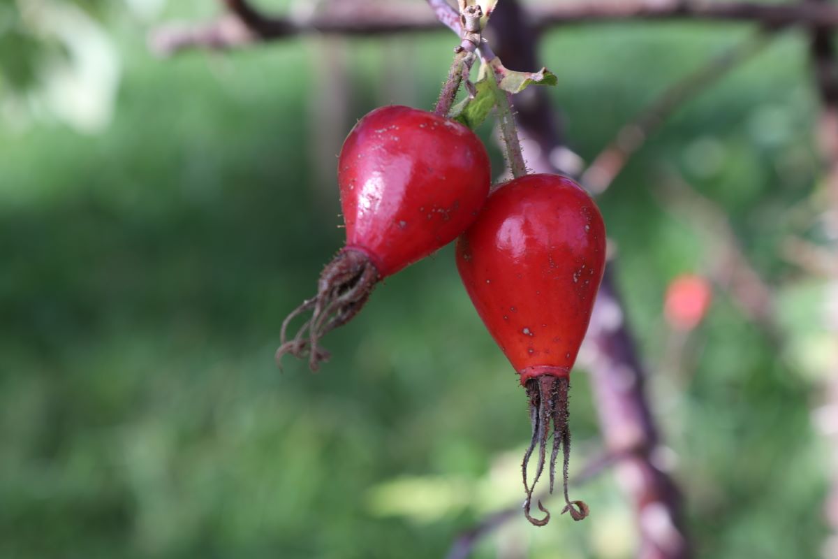 Forme sauvage CH | ProSpecieRara