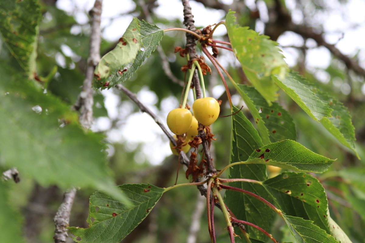 Cerise Jaune de Buchillon | ProSpecieRara