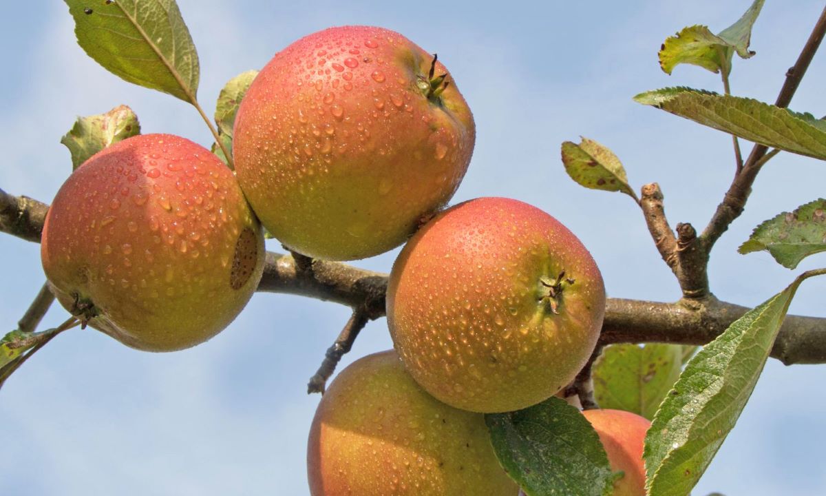 Holsteiner Cox | ProSpecieRara