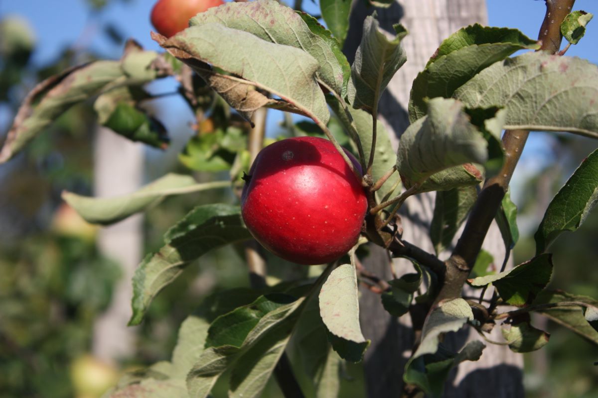 Roter Sommerkalvill | ProSpecieRara