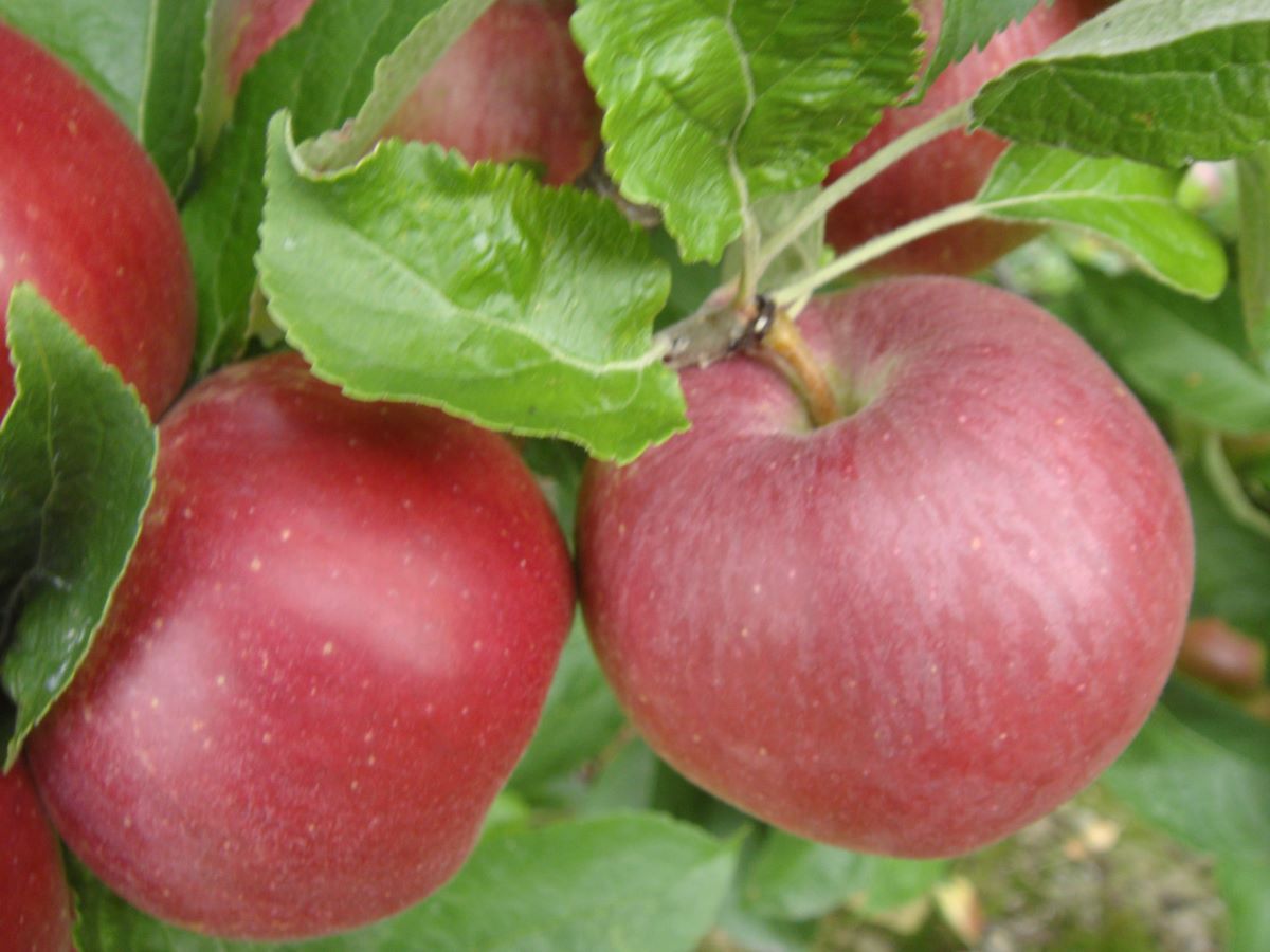 Köhlberger | ProSpecieRara