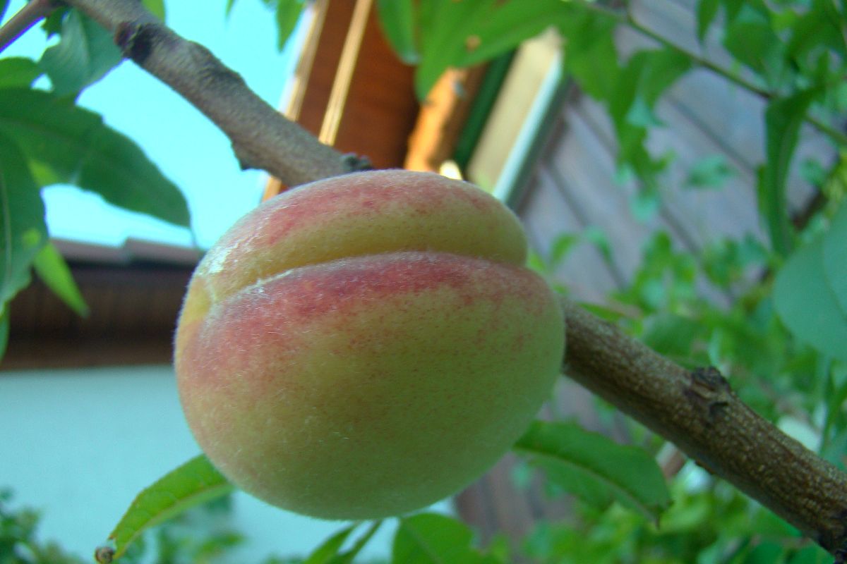 Jaune Clair de Buttwil | ProSpecieRara