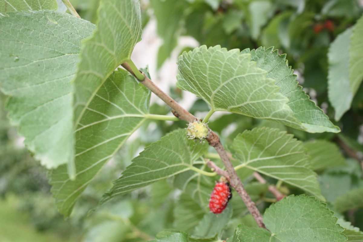 Schwarze aus Bern | ProSpecieRara
