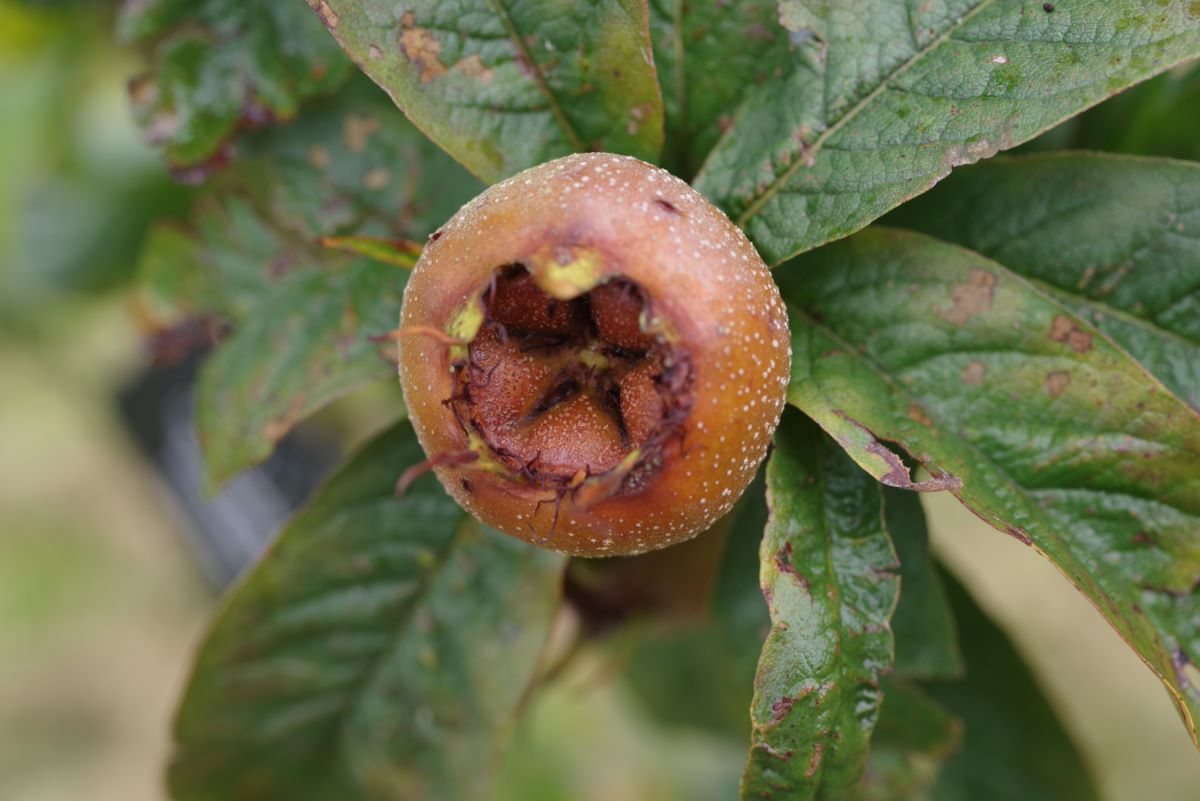 Bredase Reus | ProSpecieRara