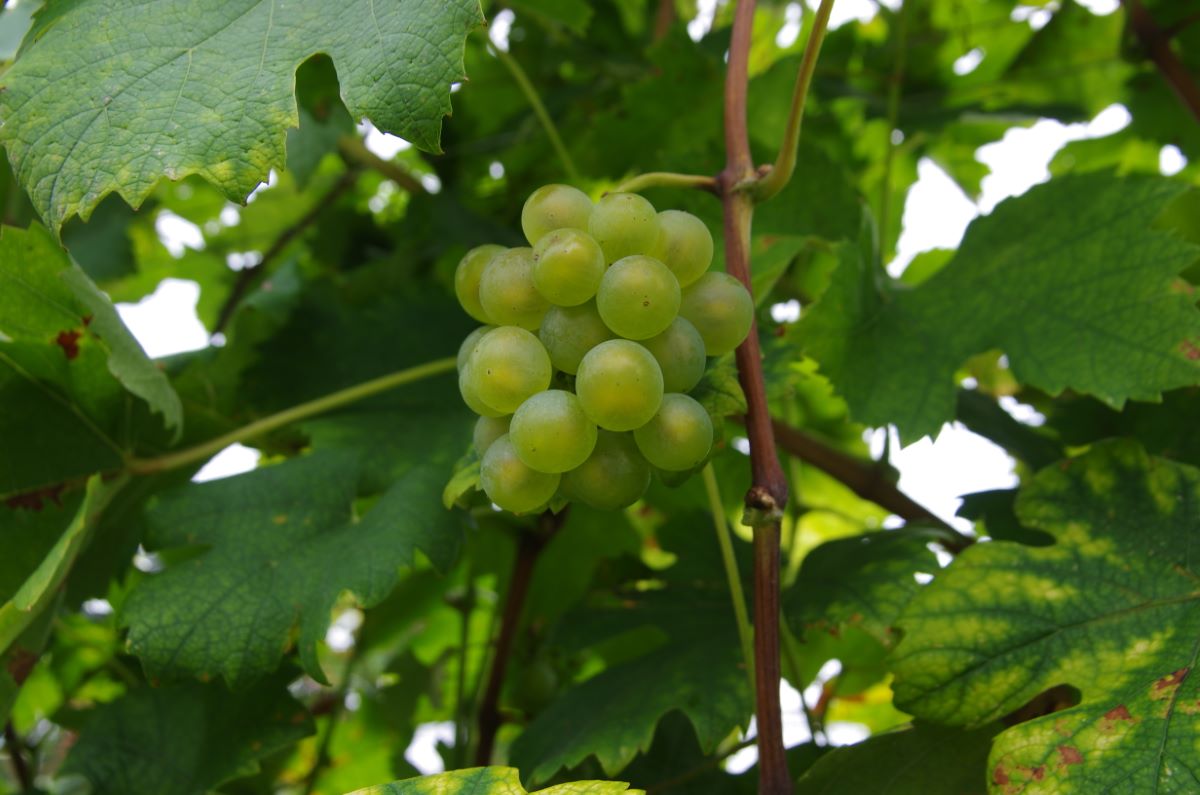 Lafnetscha | ProSpecieRara