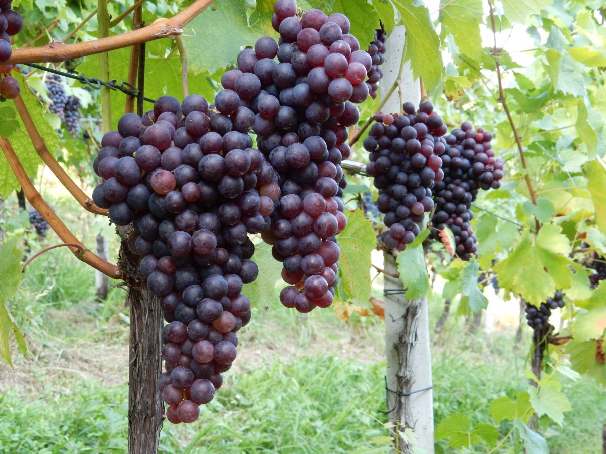 Rossara Trentina | ProSpecieRara