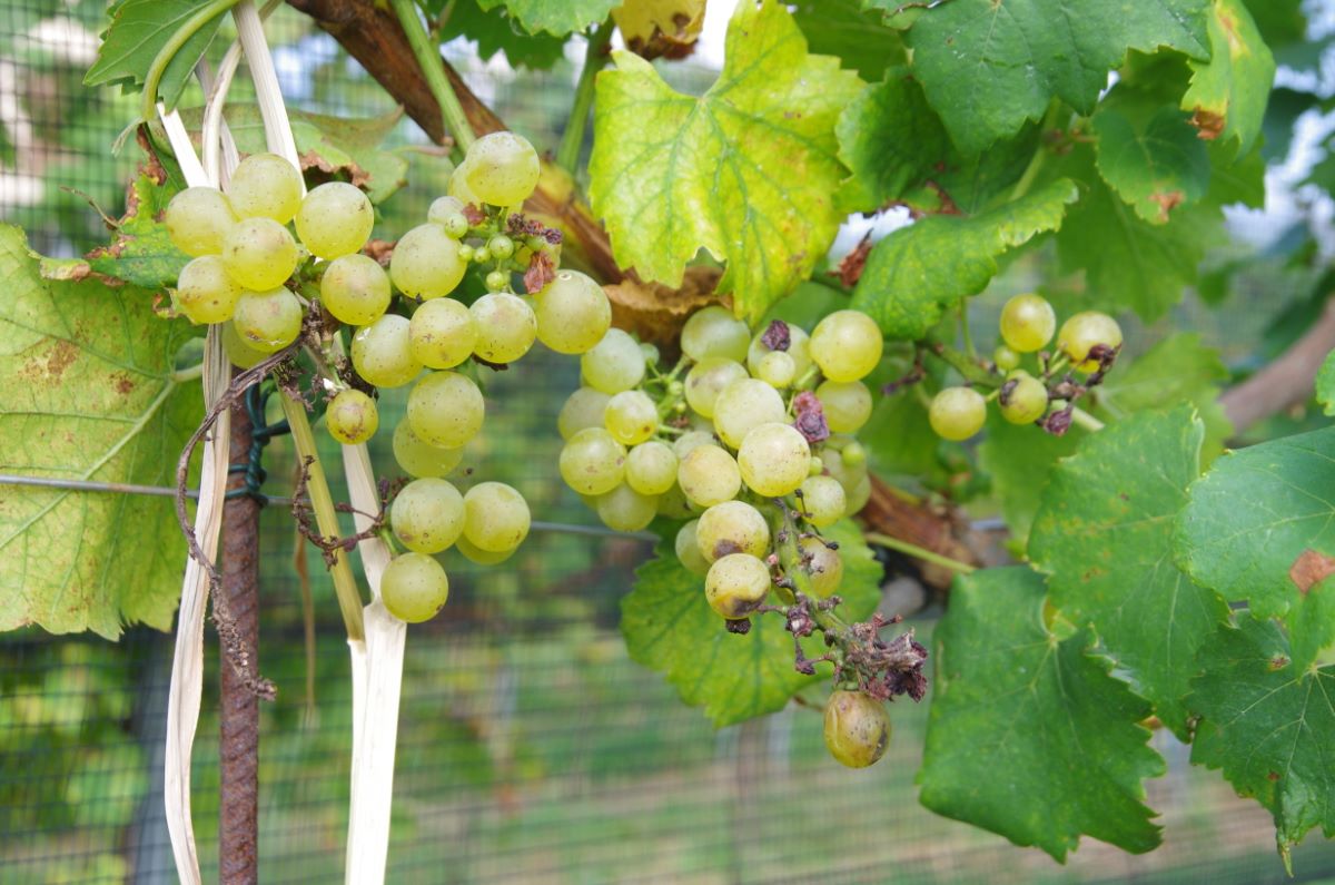 Grosse Arvine | ProSpecieRara