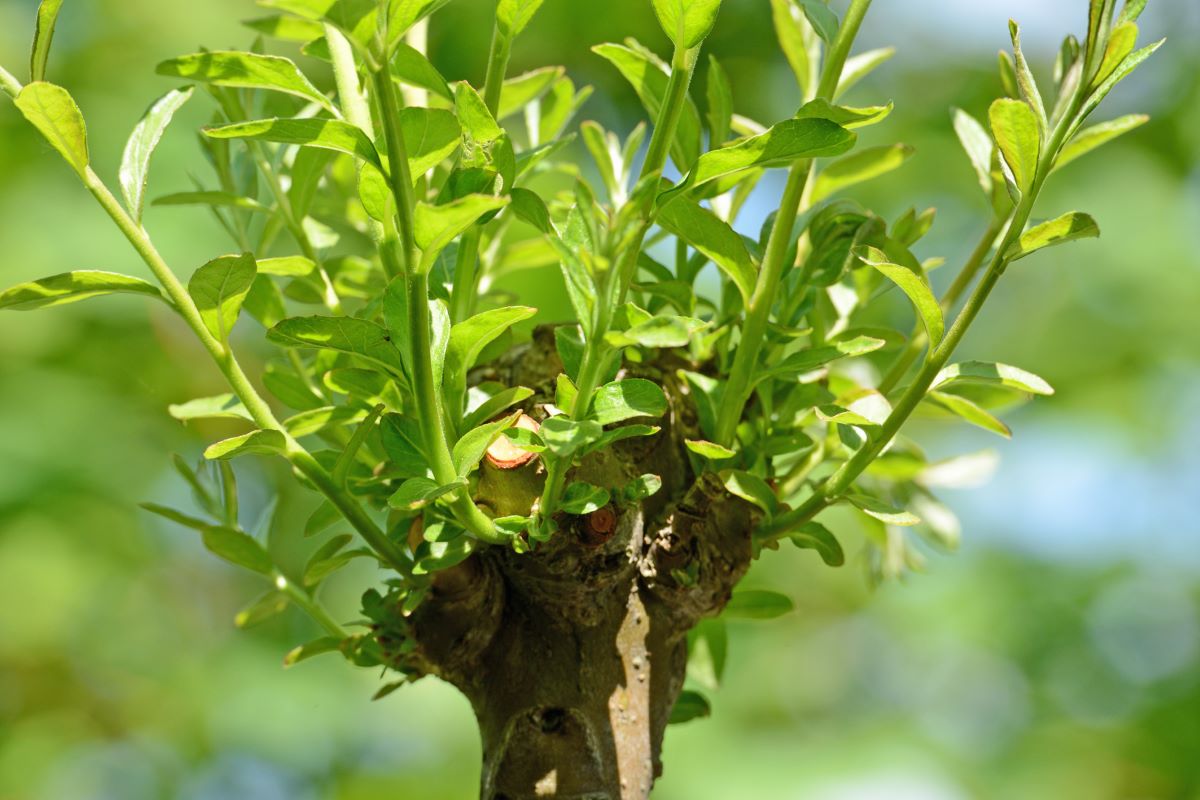 Cinnamomea | ProSpecieRara