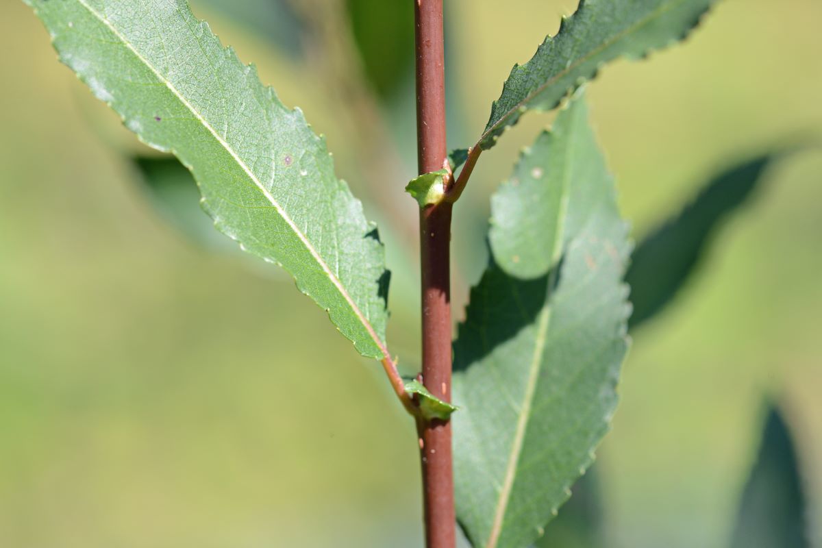 Black Maul | ProSpecieRara