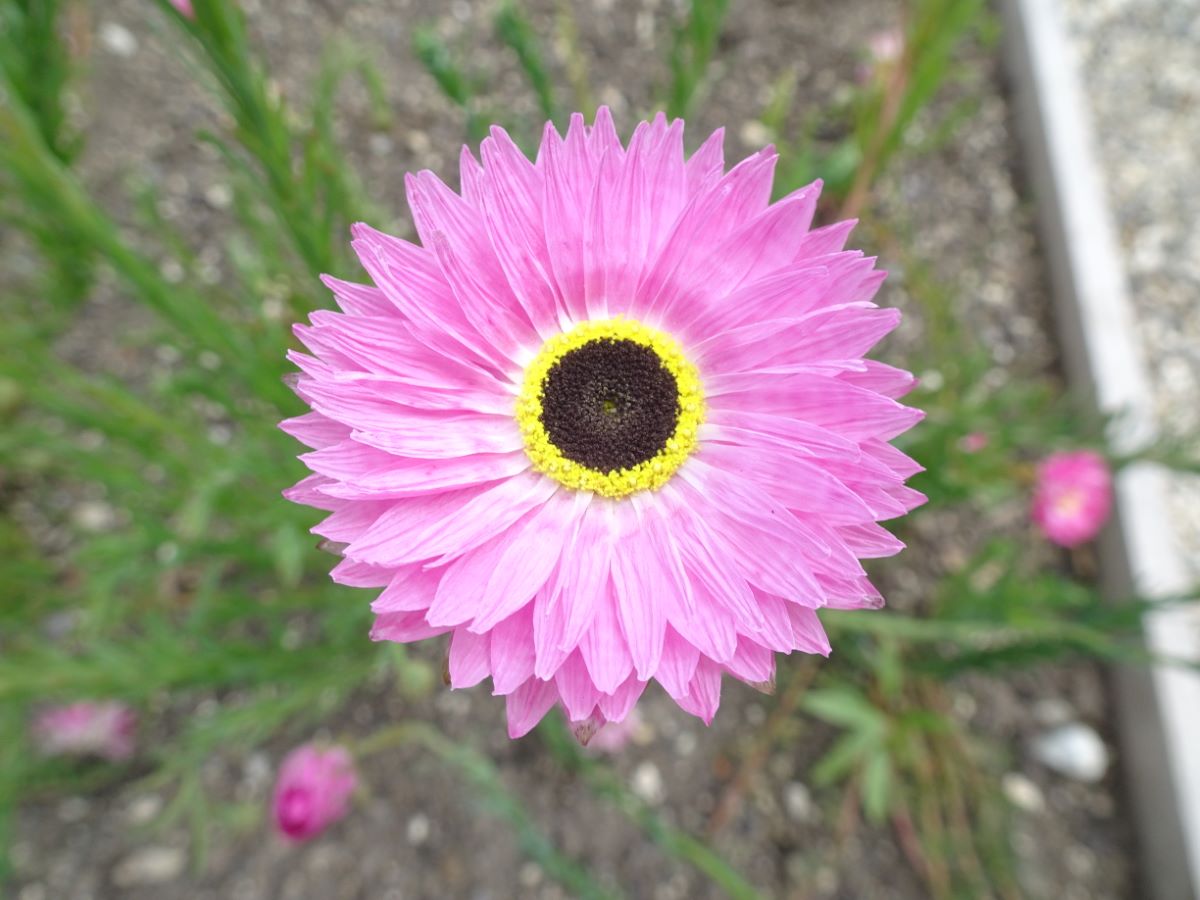 Red Bonnie | ProSpecieRara