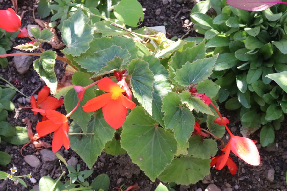 vom Deckacker | ProSpecieRara