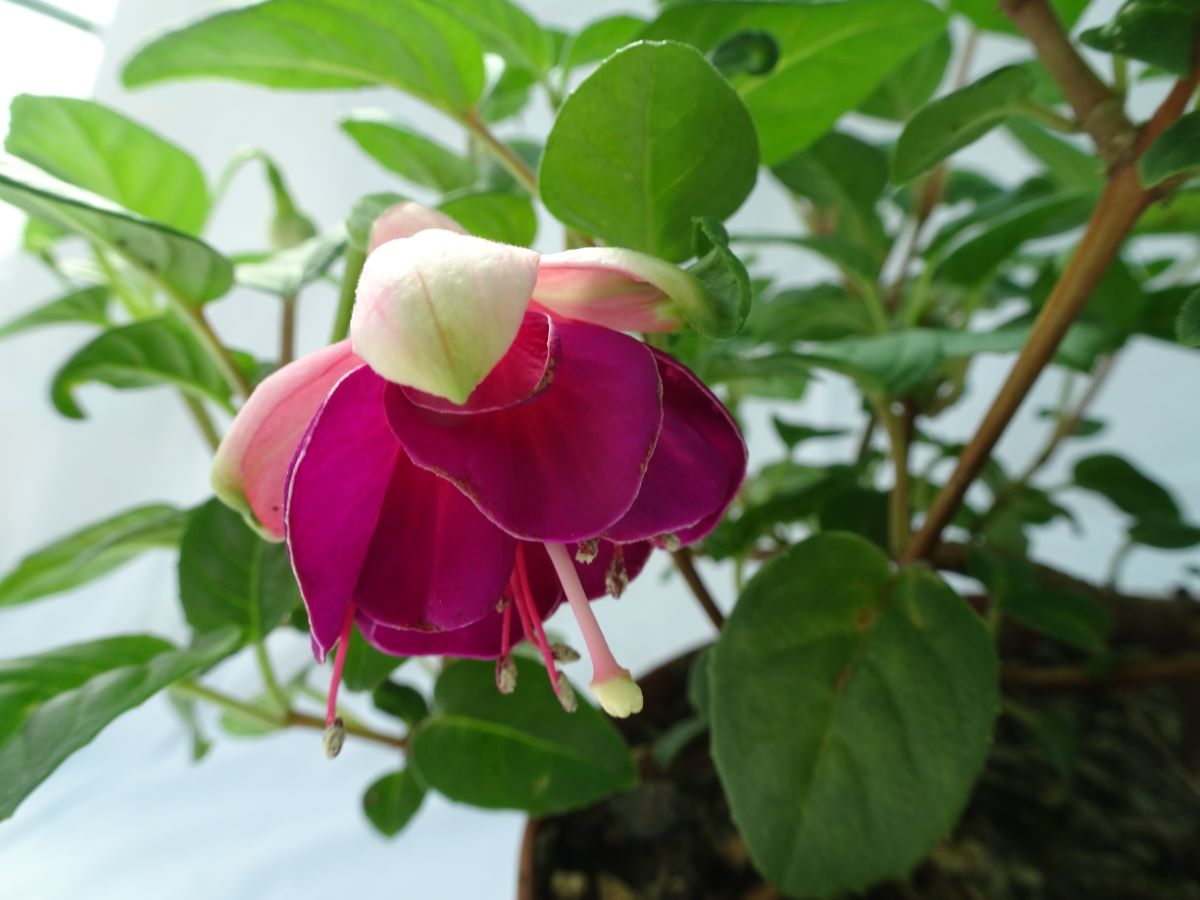 Constance | ProSpecieRara