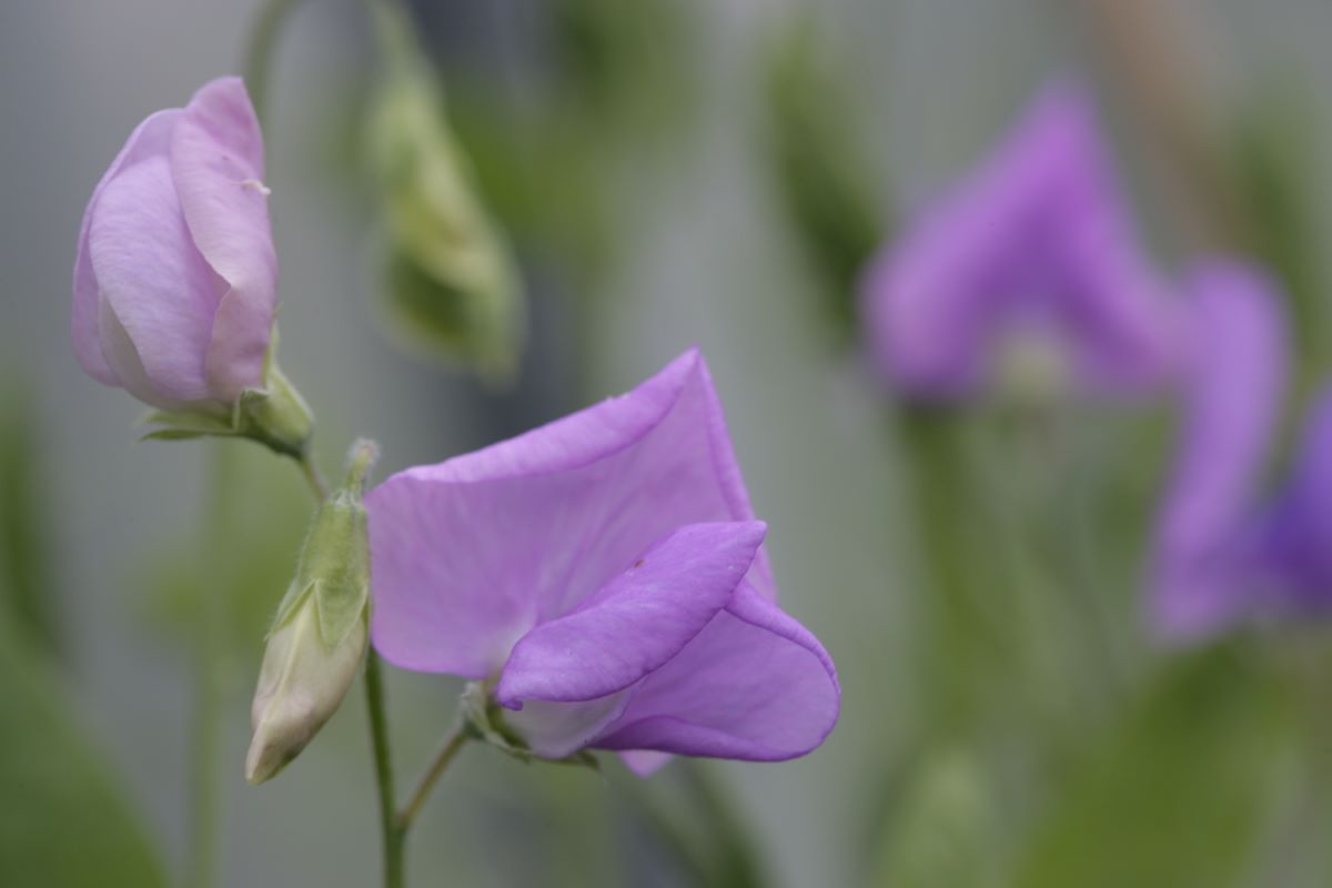 Mrs. Walter Wright | ProSpecieRara