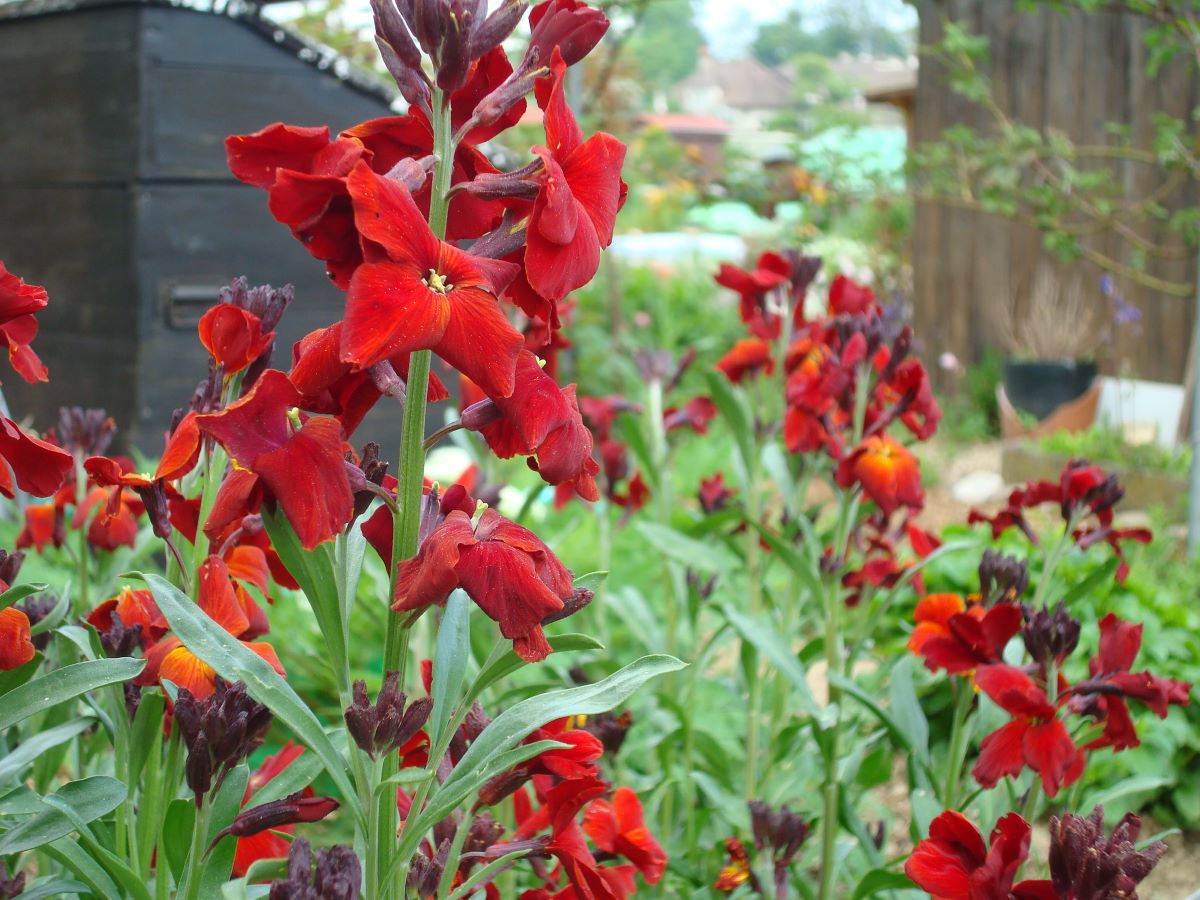 Blood Red Covent Garden | ProSpecieRara