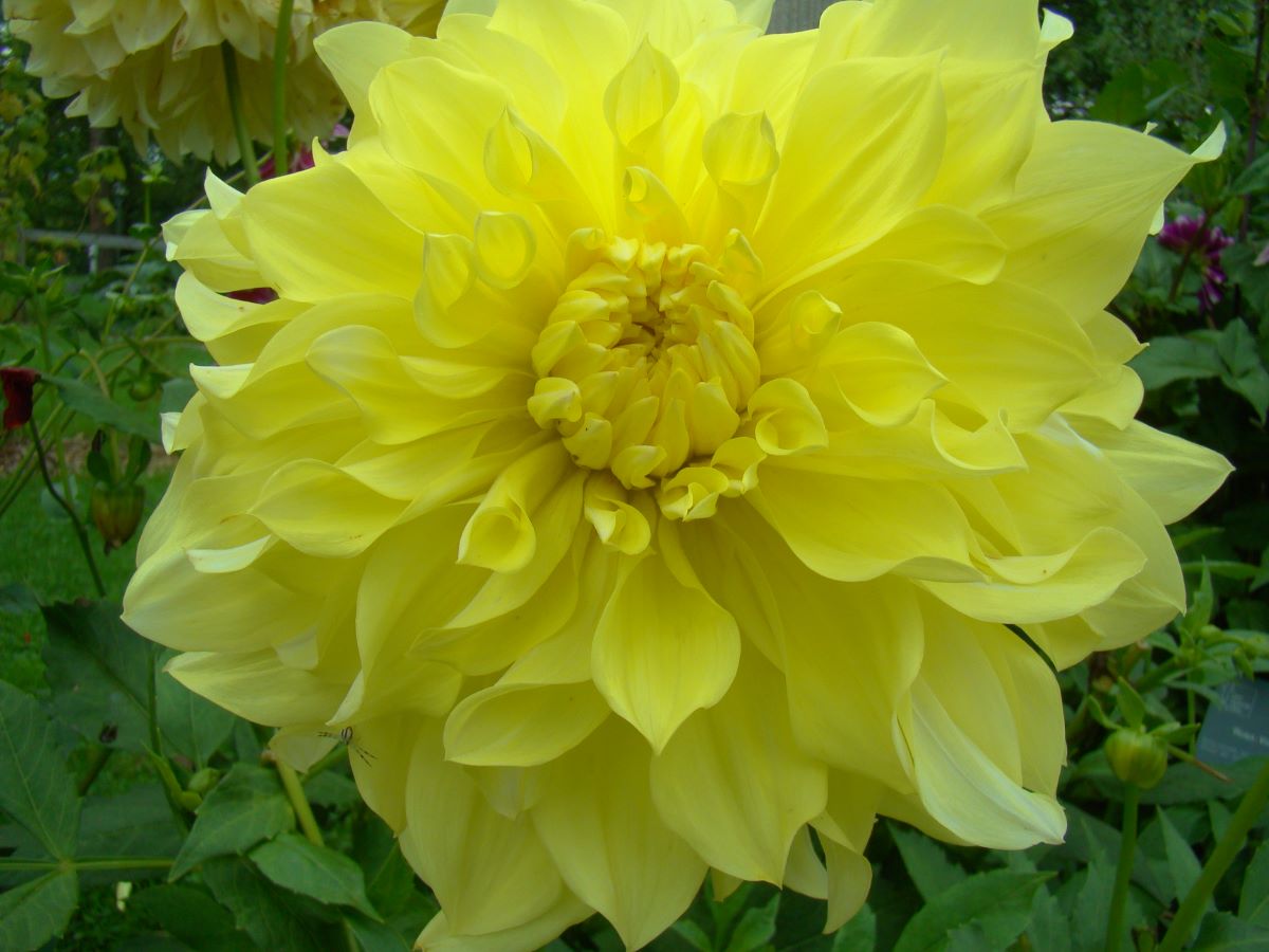 Ornement Jaune | ProSpecieRara