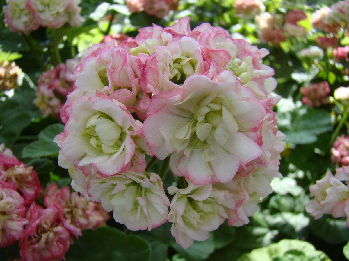 Appleblossom Rosebud | ProSpecieRara