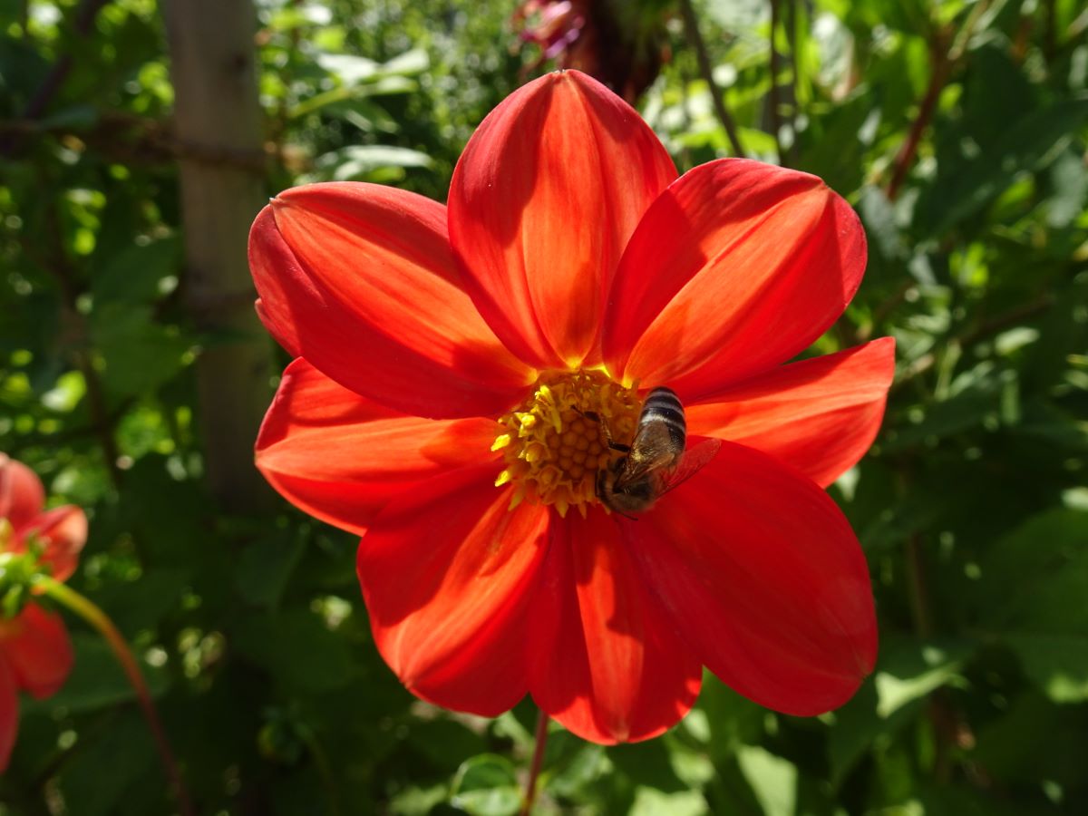 Mignon rouge de Seuzach | ProSpecieRara