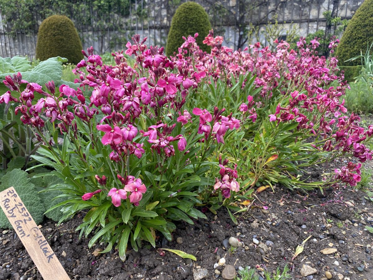 Ruby Gem | ProSpecieRara