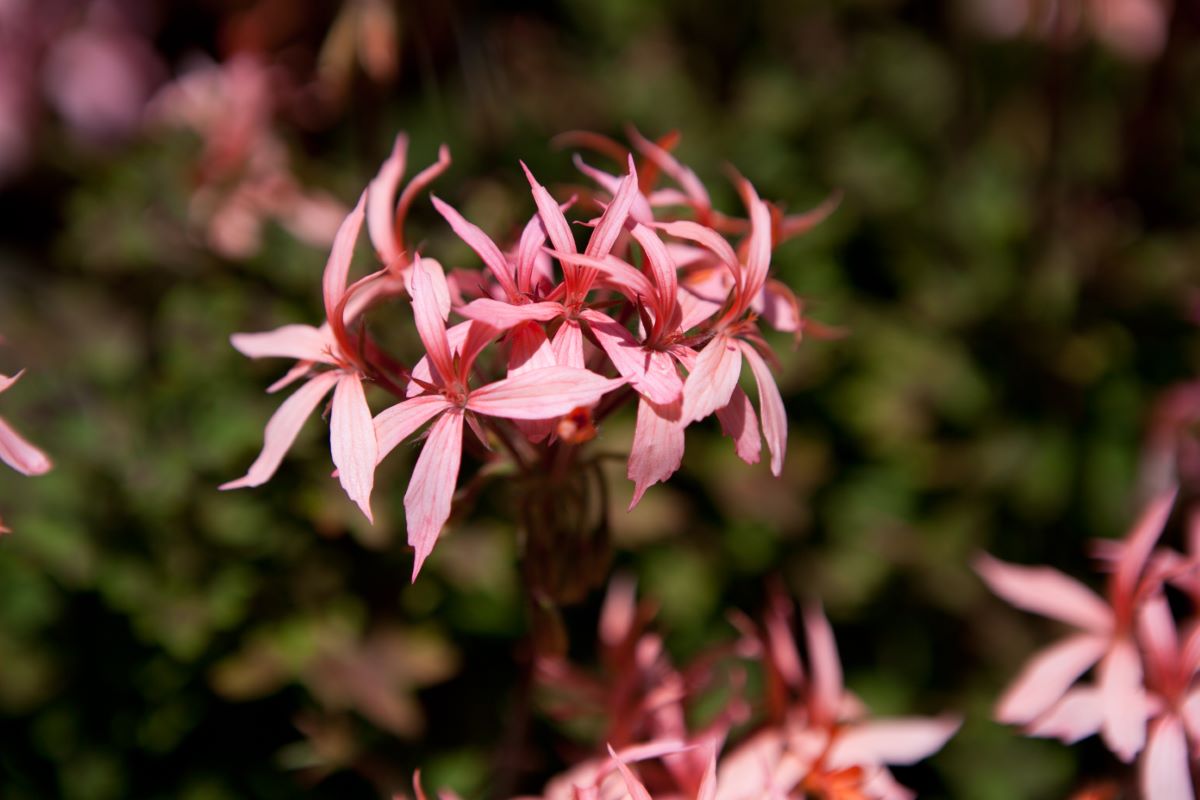 Bird Dancer | ProSpecieRara