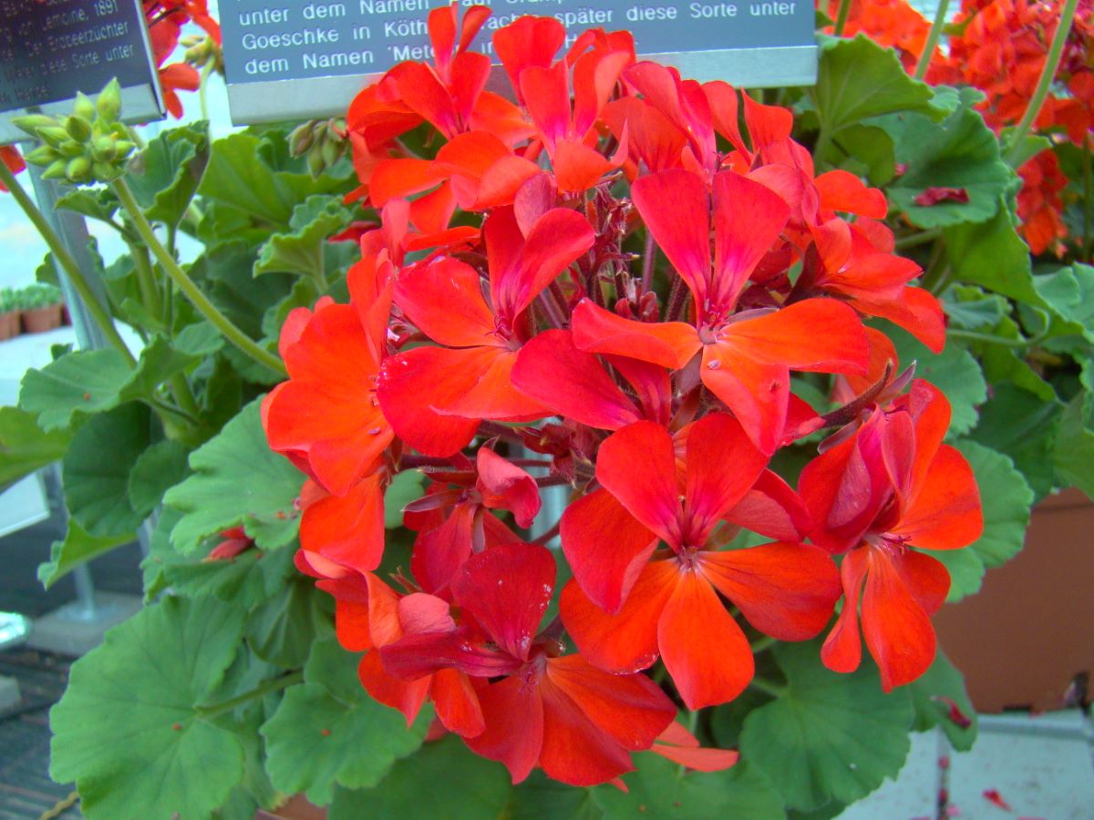 Meteor | ProSpecieRara