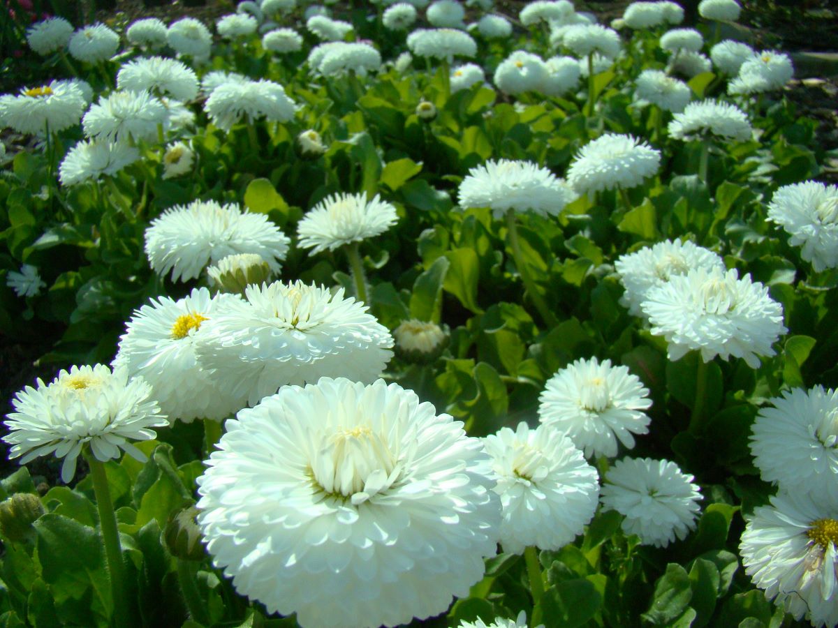 Roggli weiss | ProSpecieRara