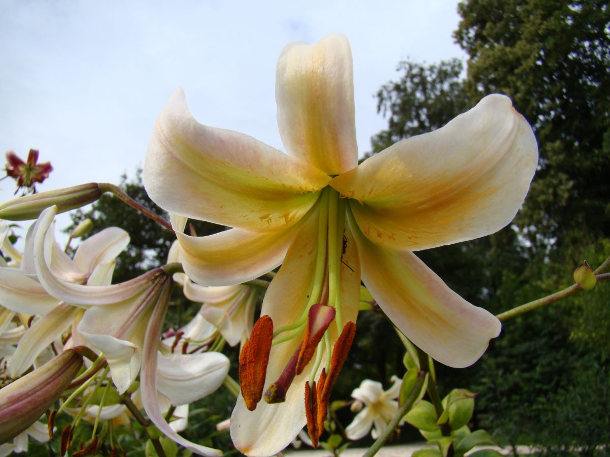 Bel Air | ProSpecieRara