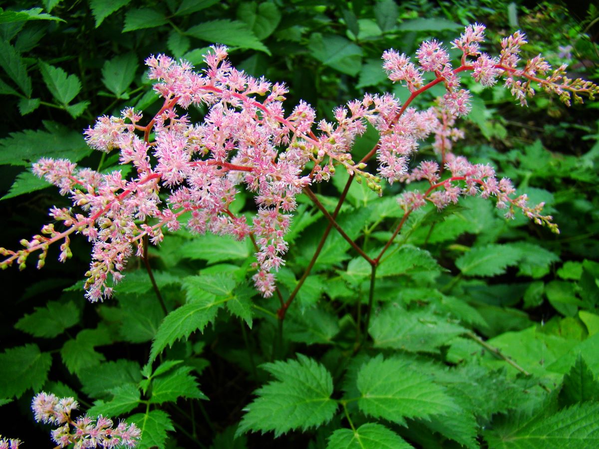 Rosea | ProSpecieRara