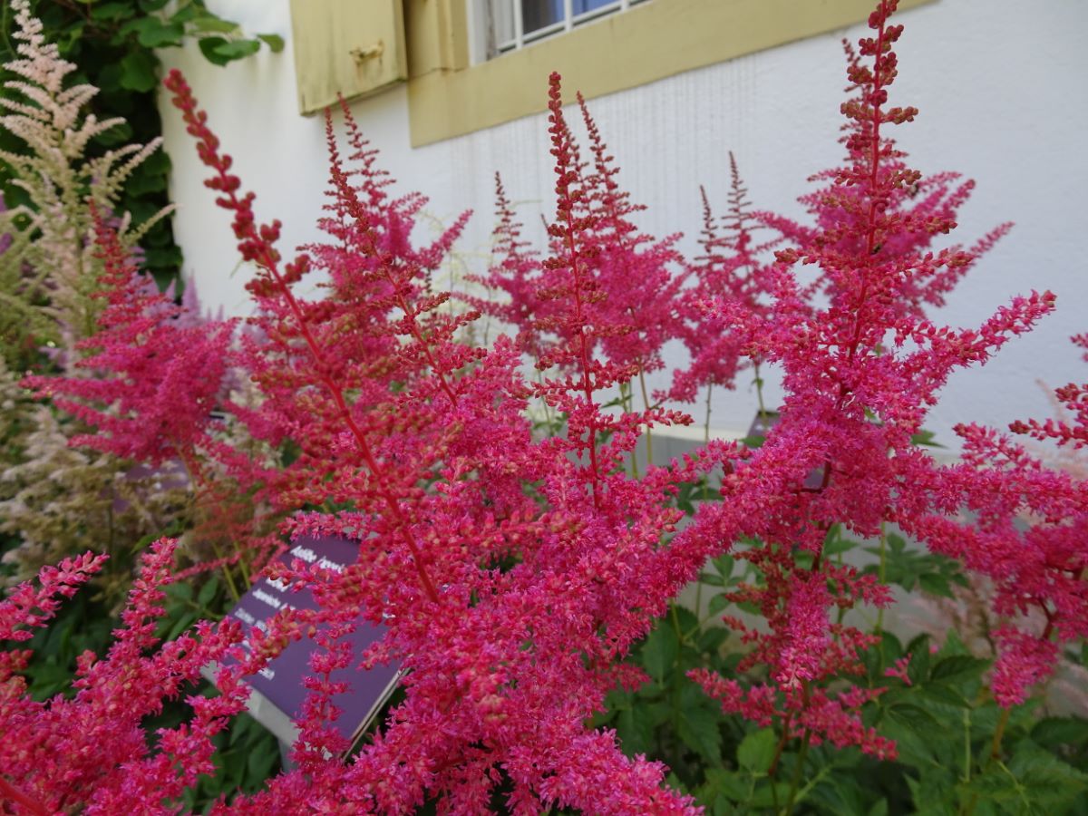 Lilli Goos | ProSpecieRara