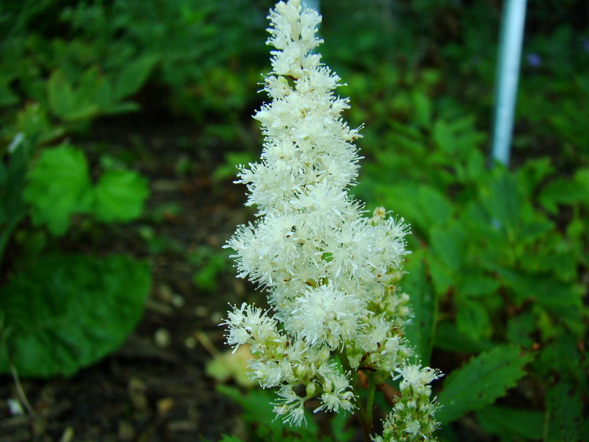 Weisse Gloria | ProSpecieRara