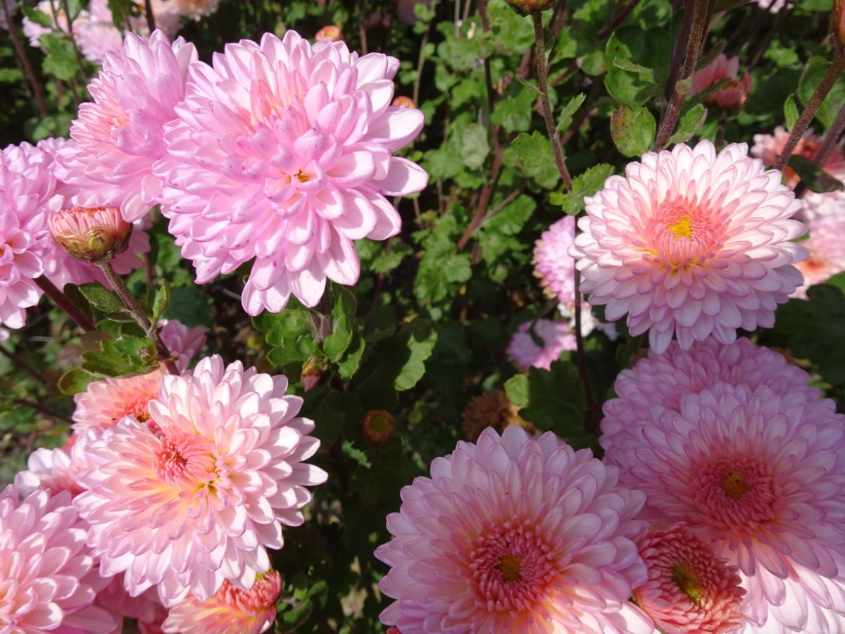 Rosaria | ProSpecieRara